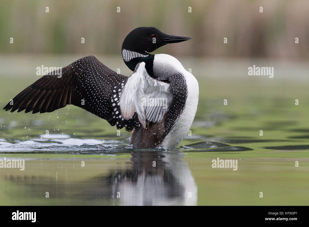 Common Loon (Gavia immer) streching its wings, western Montana Stock ...
