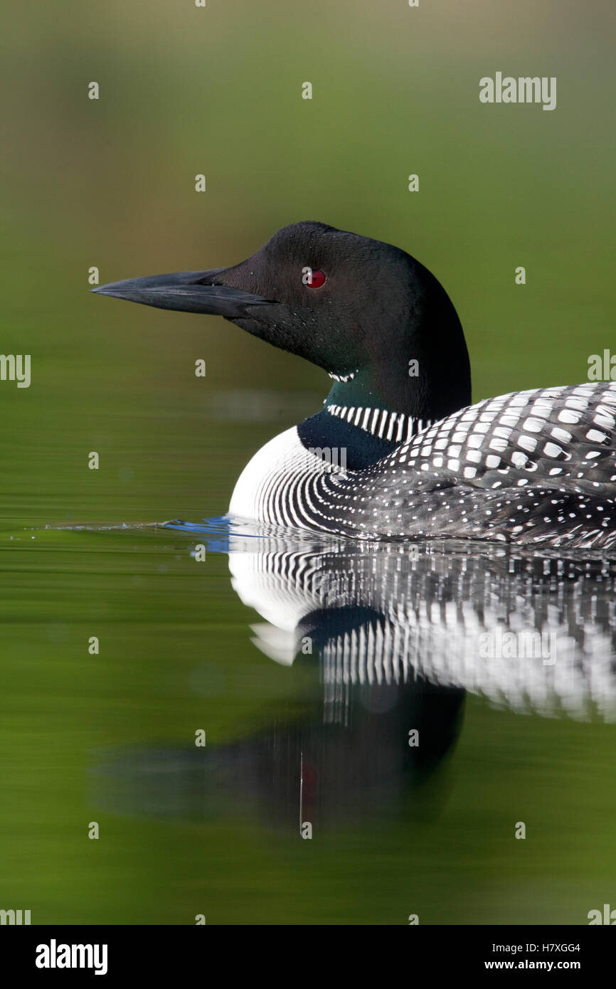 Common Loon (Gavia immer), western Montana Stock Photo - Alamy