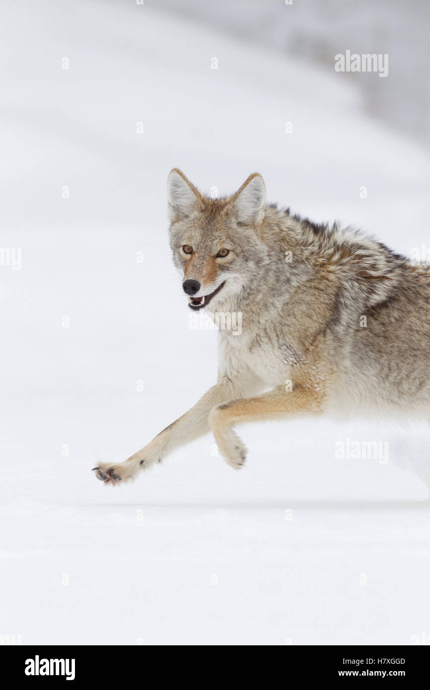 Coyote (Canis latrans) running in snow, southern Montana Stock Photo ...