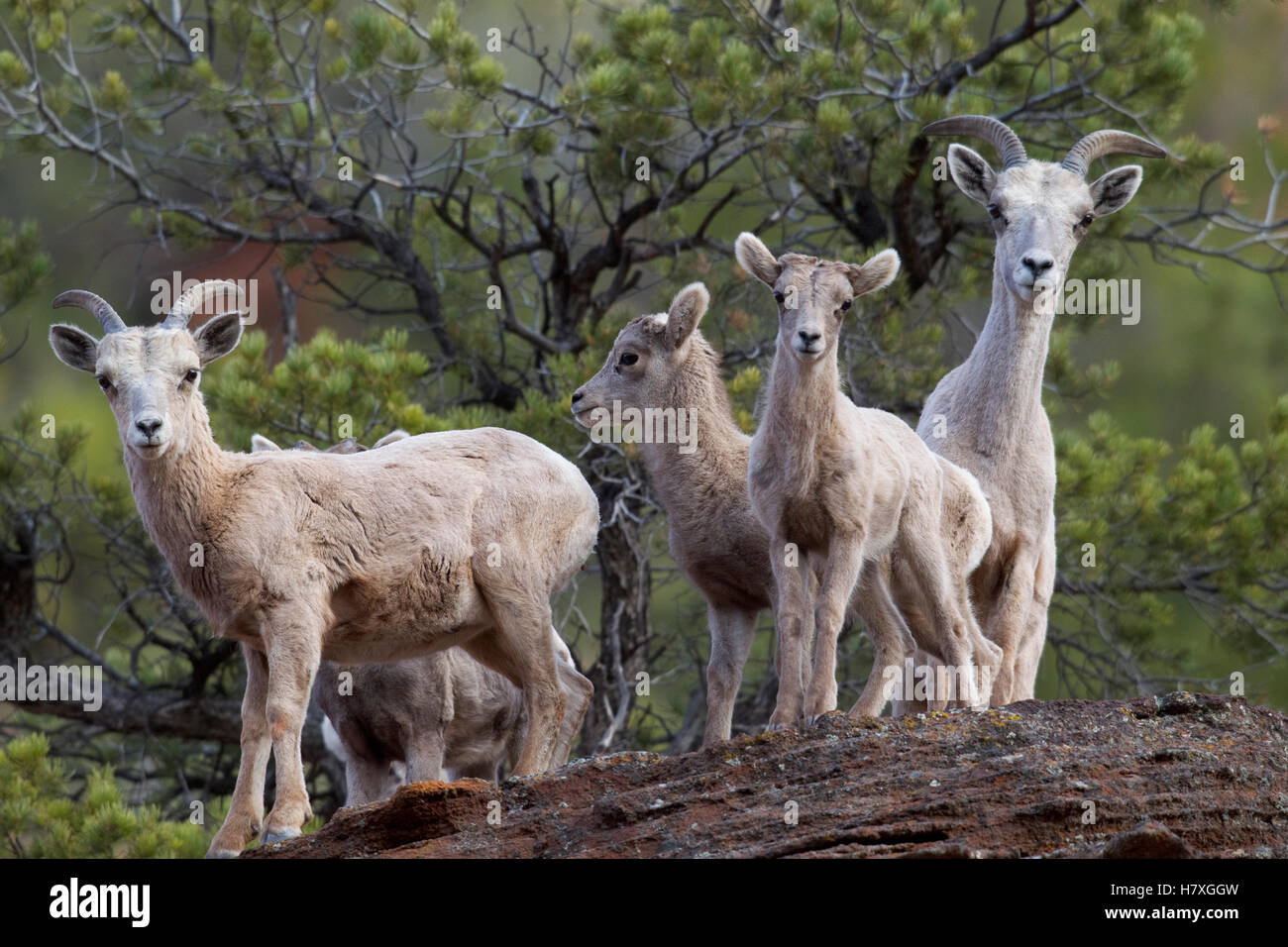 Desert Bighorn Sheep (Ovis canadensis nelsoni) ewe and lamb, Zion ...