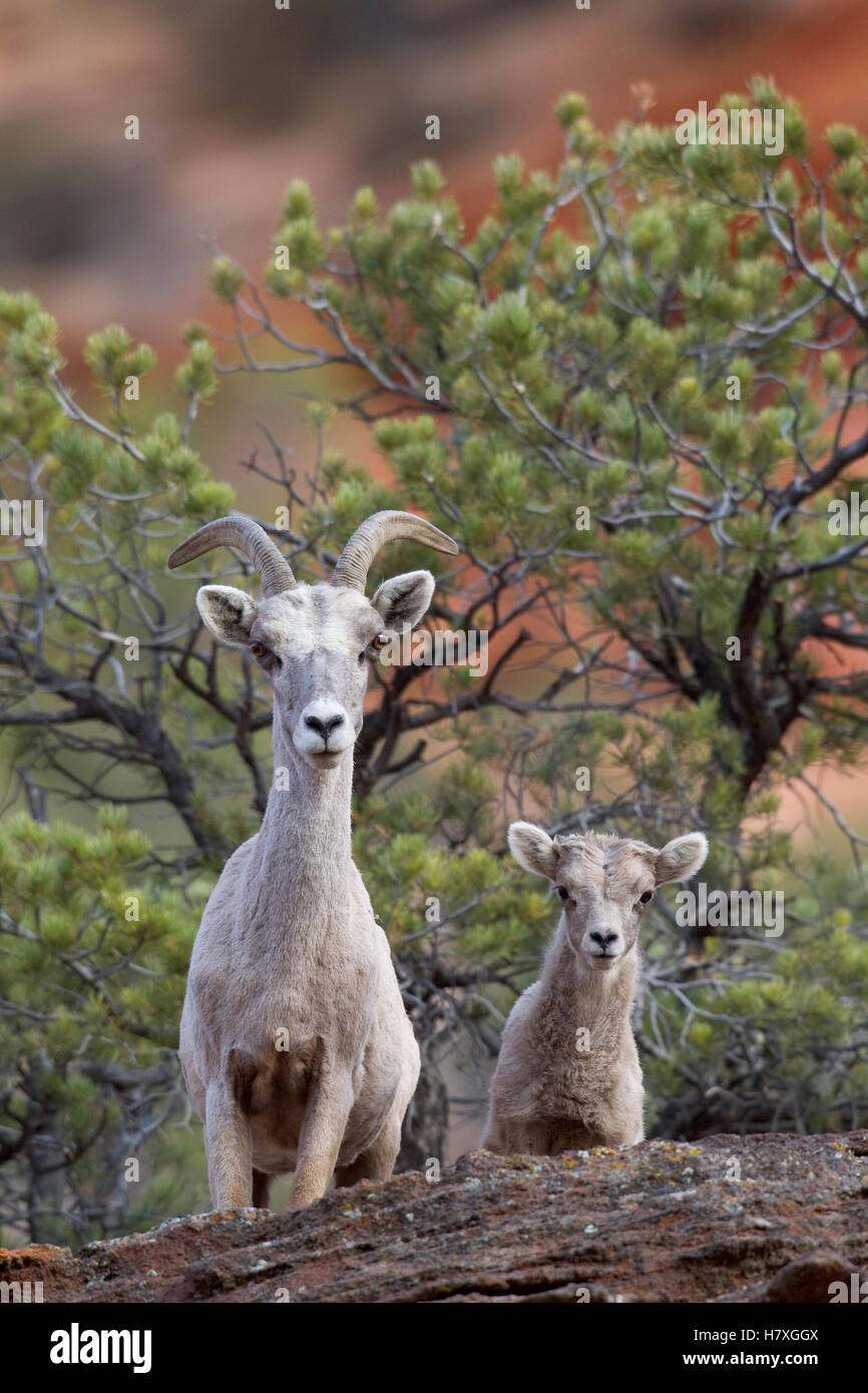 Desert Bighorn Sheep (Ovis canadensis nelsoni) ewe and lamb, Zion ...