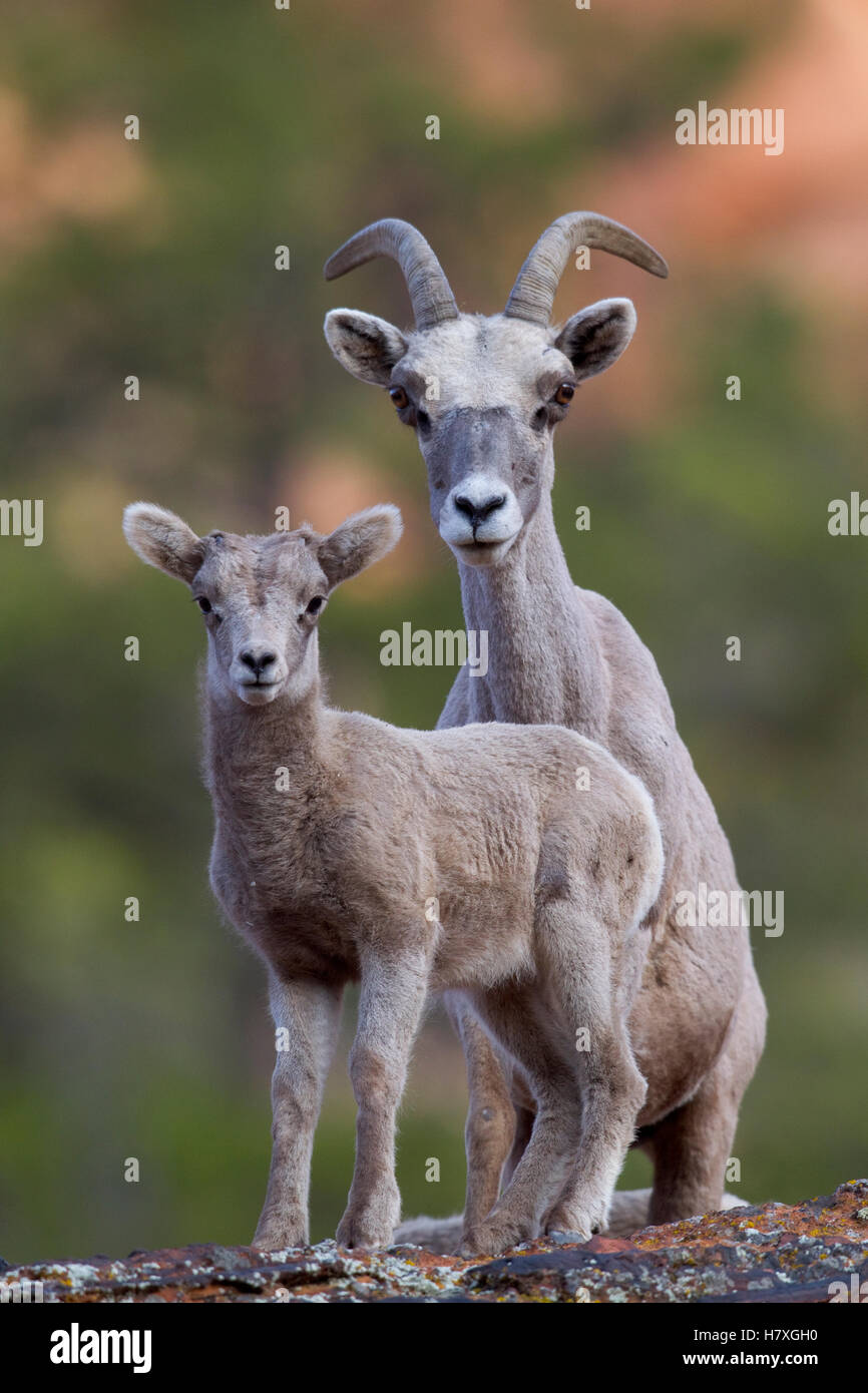 Desert Bighorn Sheep (Ovis canadensis nelsoni) ewe and lamb, Zion National Park, Utah Stock ...
