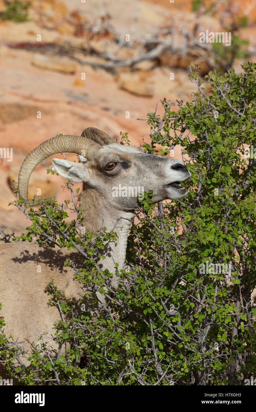 Desert Bighorn Sheep (Ovis canadensis nelsoni) ewe feeding on bush ...