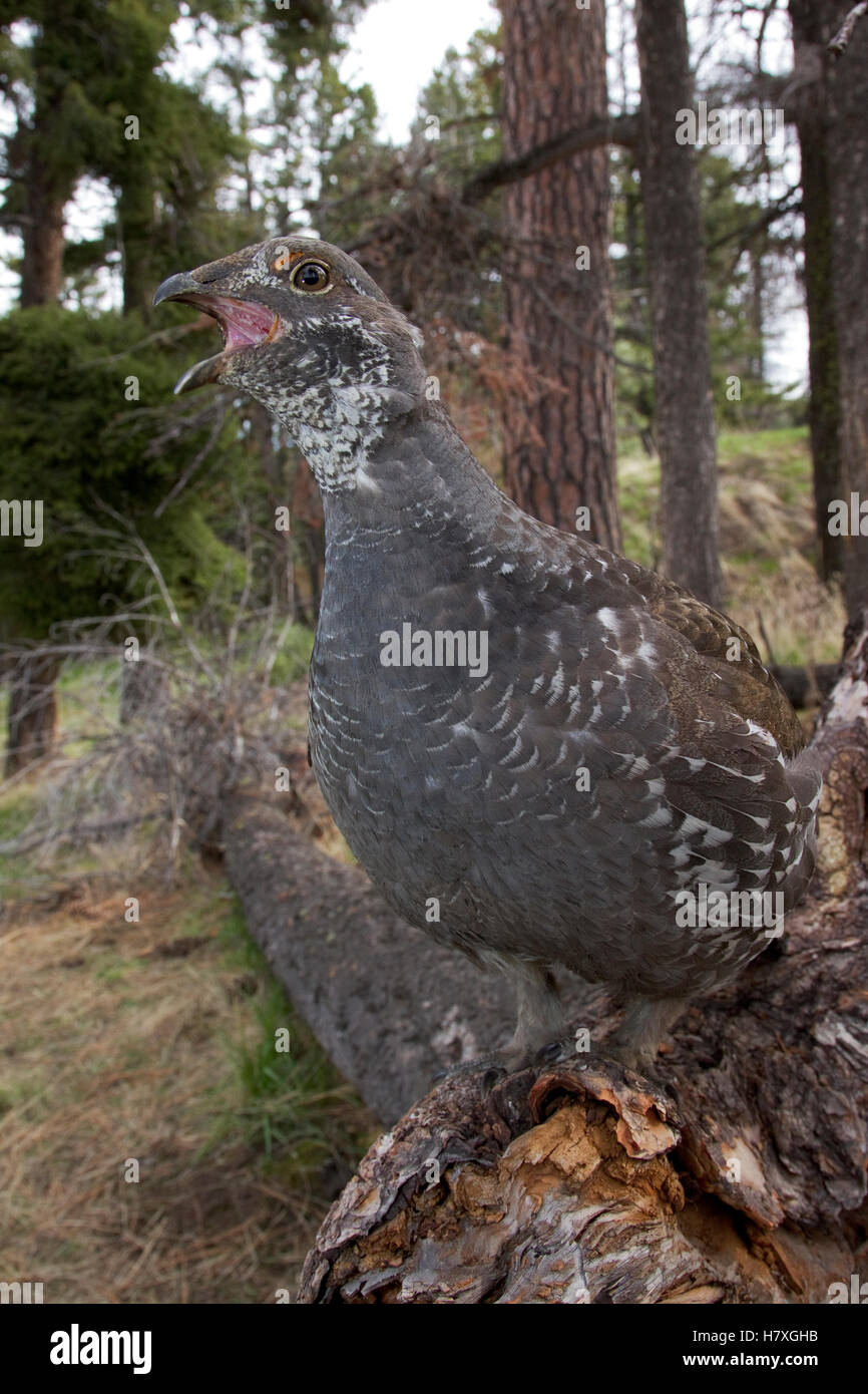 Blue Grouse (Dendragapus obscurus) male calling, western Montana Stock ...