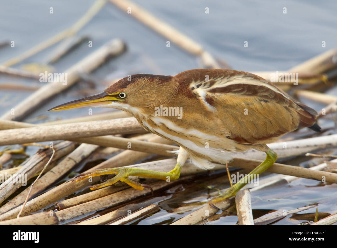 Least Bittern (Ixobrychus exilis) walking on floating cattails, Florida ...