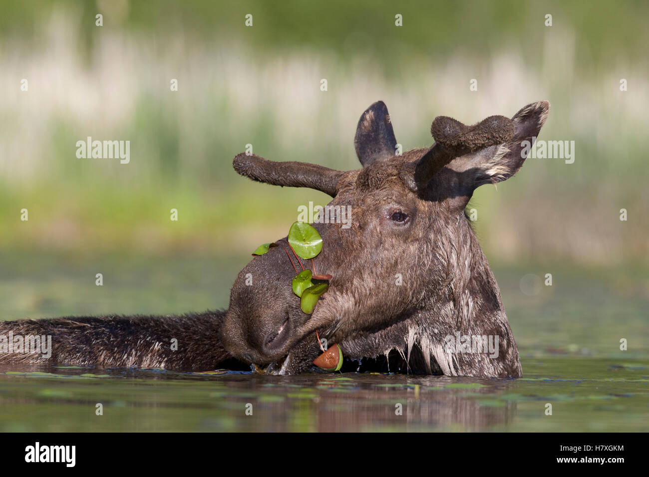 Moose (Alces alces shirasi) young bull feeding on lilly pads, western ...