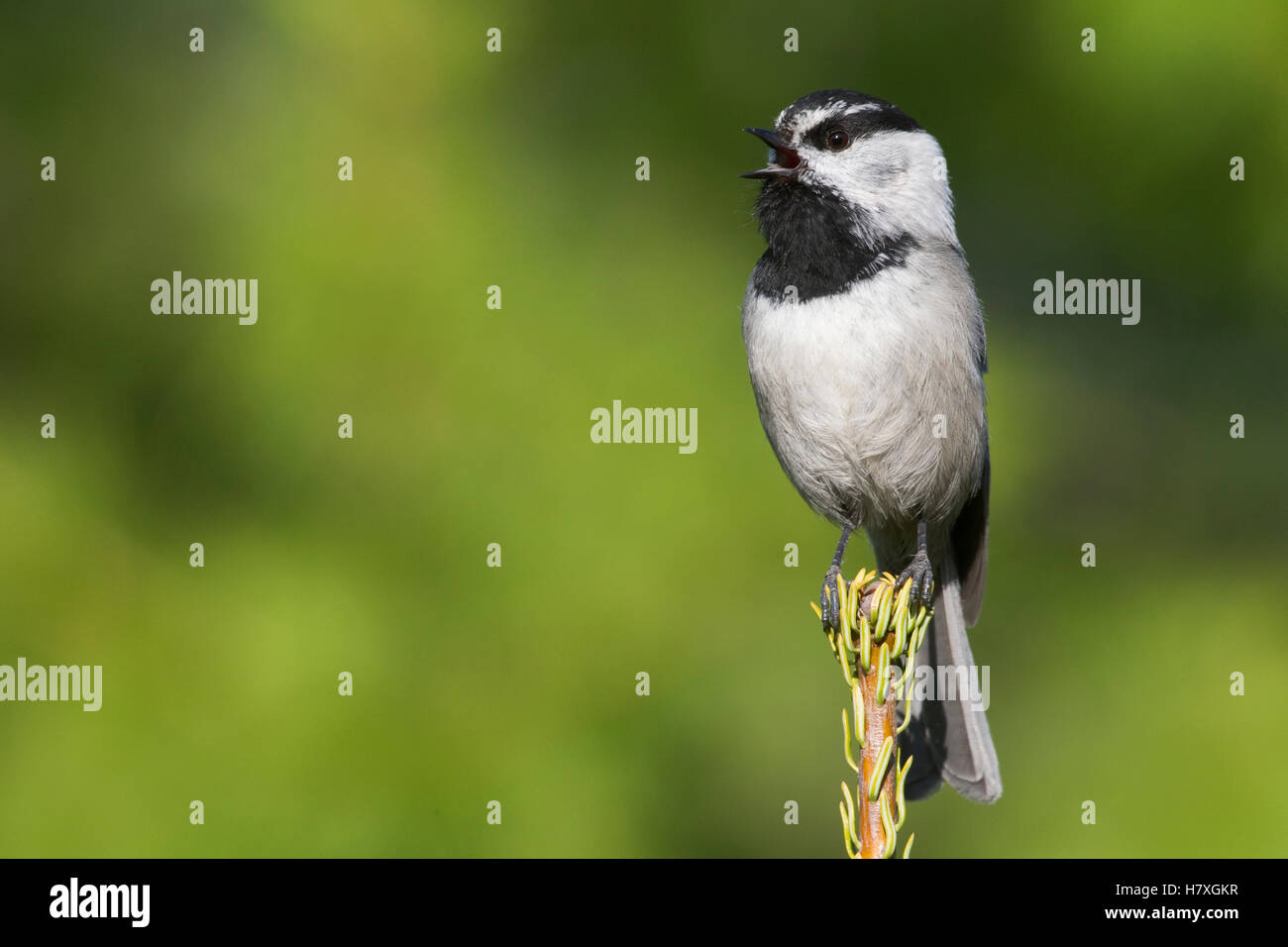 Mountain Chickadee (Poecile gambeli) calling from atop a small conifer ...