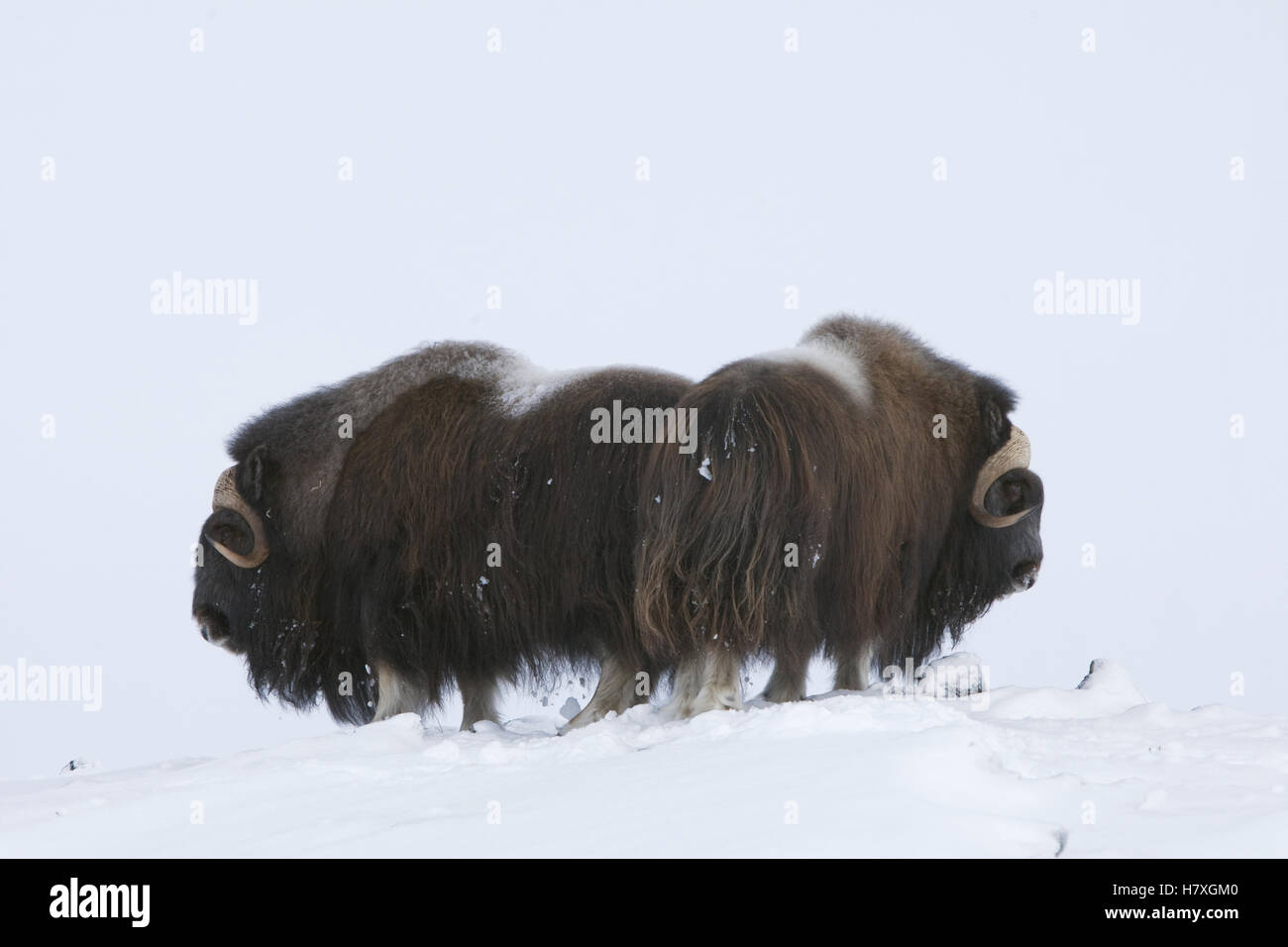 Muskox (Ovibos moschatus) males, western Alaska Stock Photo - Alamy