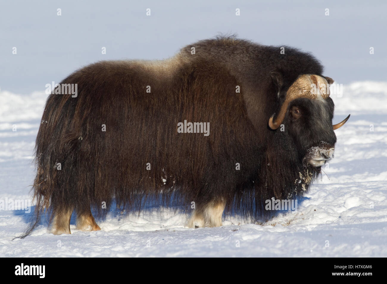 Muskox (Ovibos moschatus) lone male, western Alaska Stock Photo - Alamy