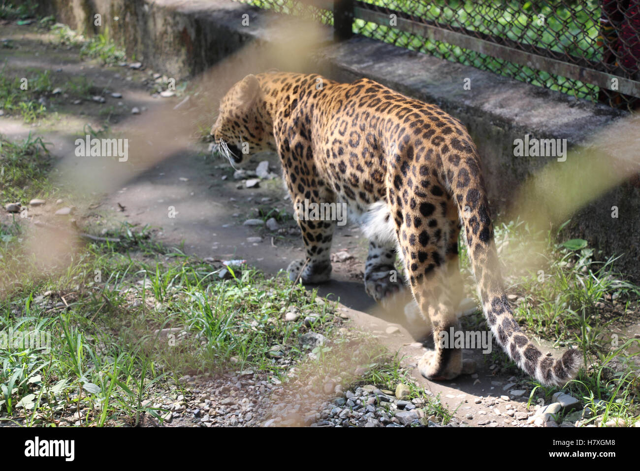 Panther hunting in safari. Panther hunting in Jaldapara Leopard safari ...