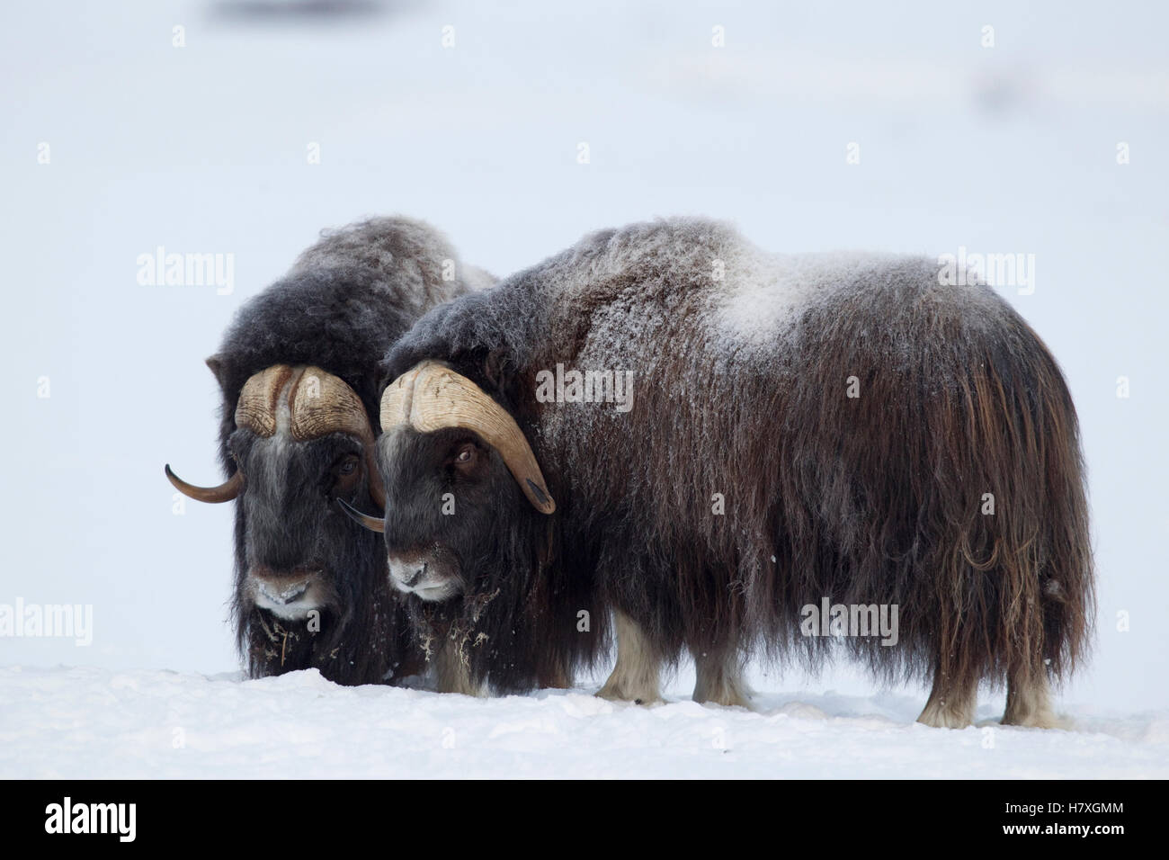Muskox (Ovibos moschatus) males, western Alaska Stock Photo - Alamy