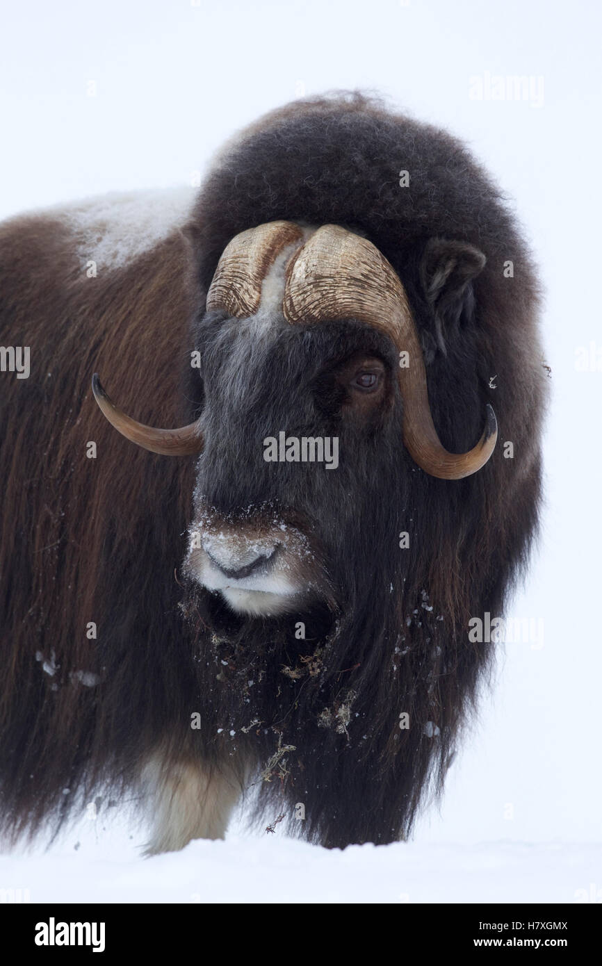 Muskox (Ovibos moschatus) male, western Alaska Stock Photo - Alamy