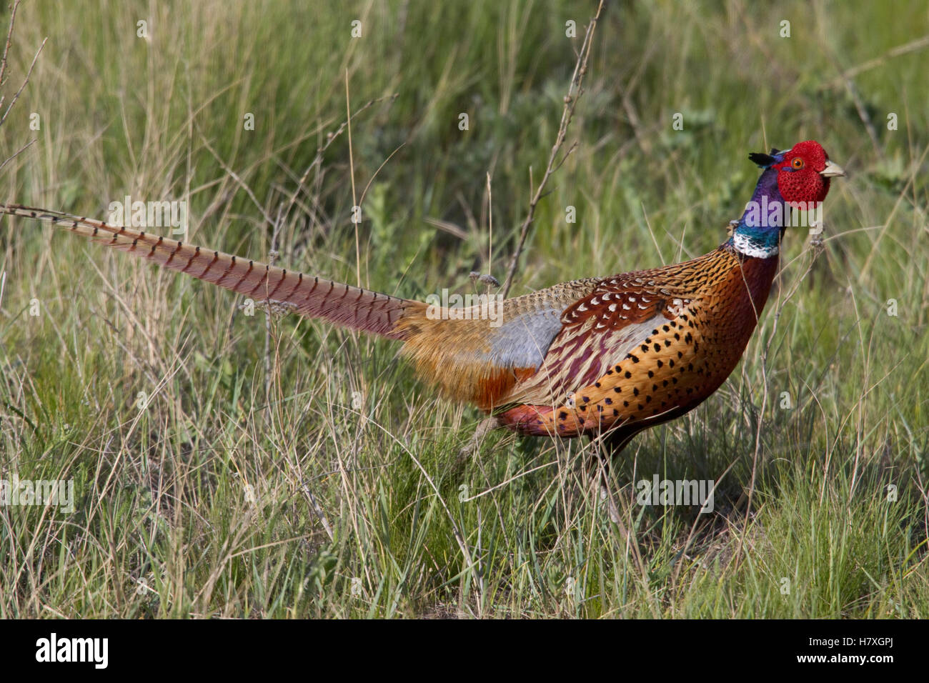 Ring-necked Pheasant (Phasianus colchicus) male running on prairie ...