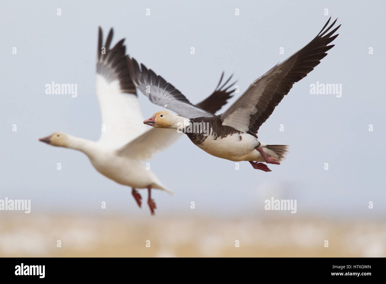 Snow Goose (Chen caerulescens) white and blue phase flying, central ...