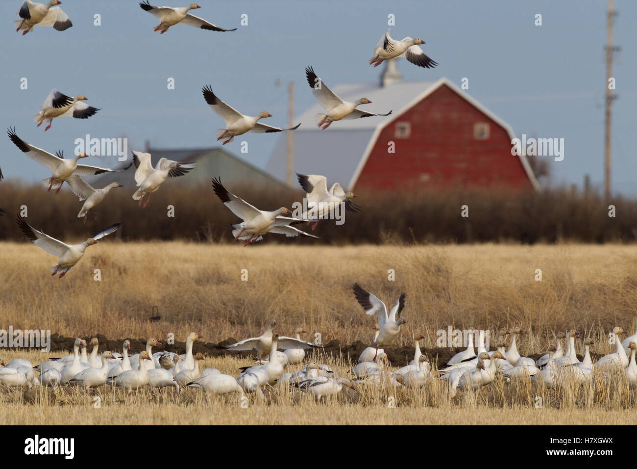 Snow Goose (Chen caerulescens) flock taking off with red barn in ...