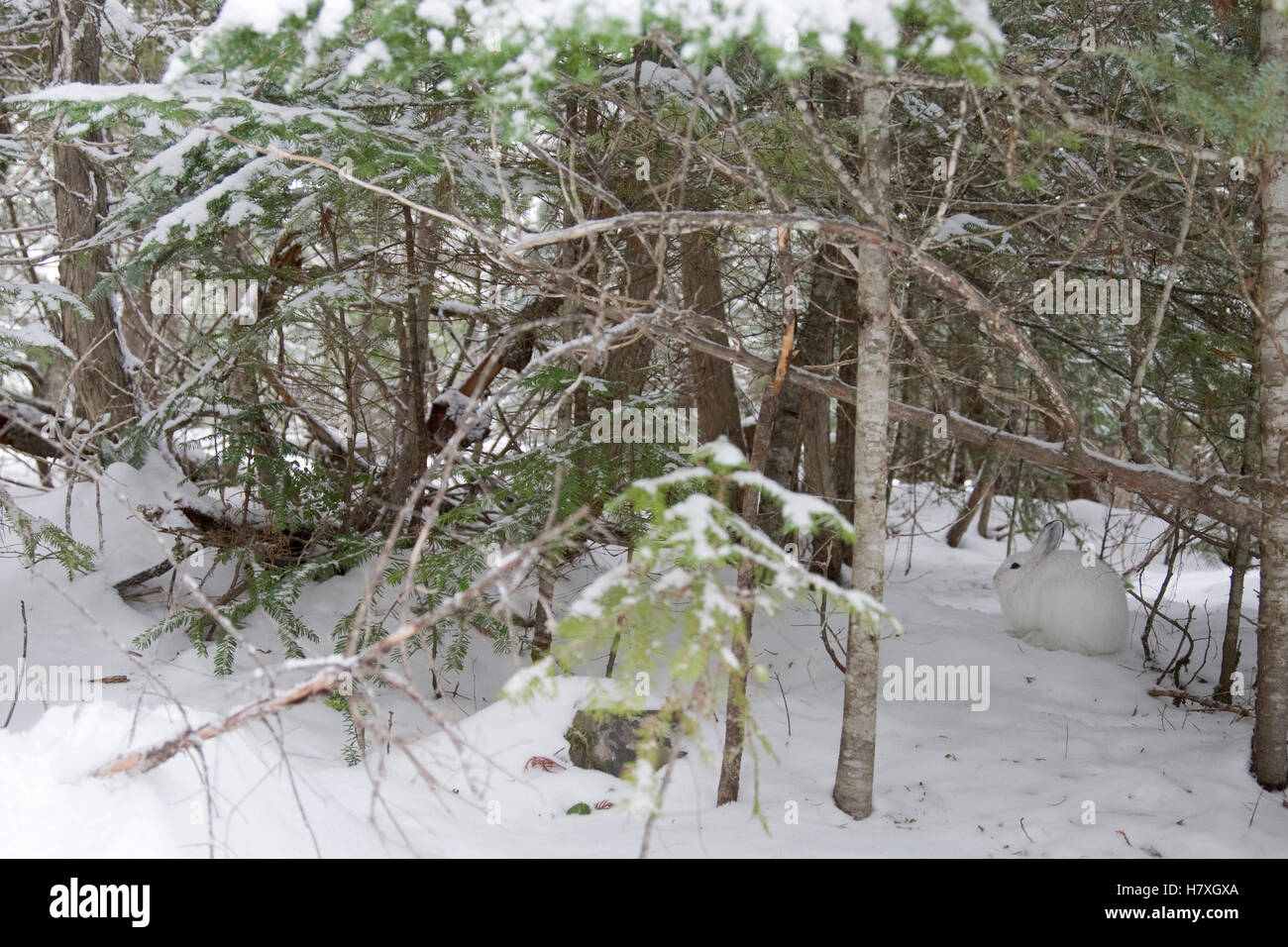 Snowshoe Hare (Lepus americanus) hiding beneath conifer stand ...
