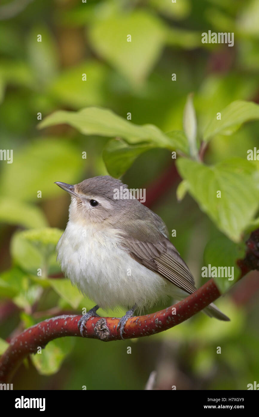 Eastern Warbling-Vireo (Vireo gilvus), northwest Montana Stock Photo ...