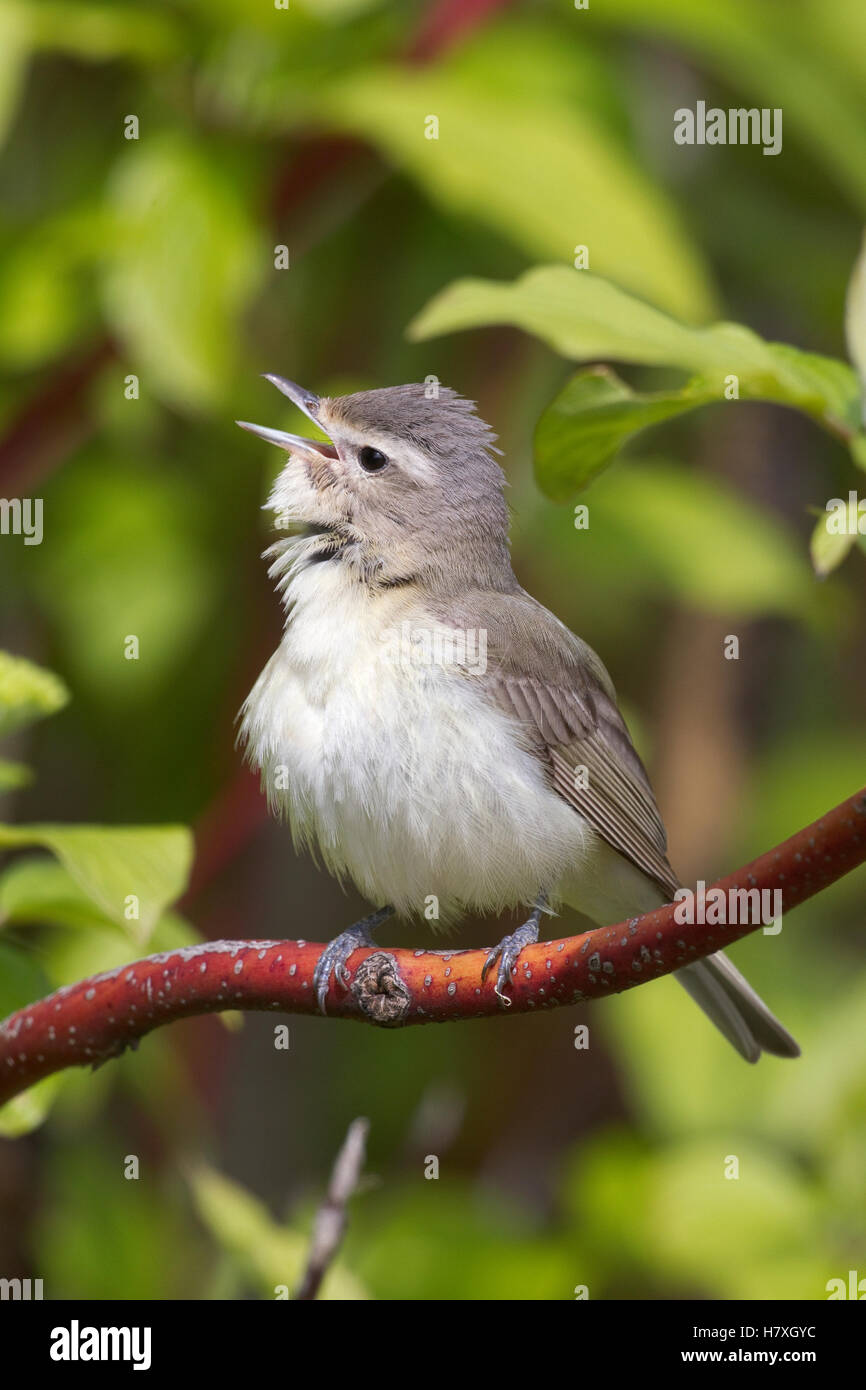 Eastern Warbling Vireo Vireo Gilvus Male Singing Northwest Montana