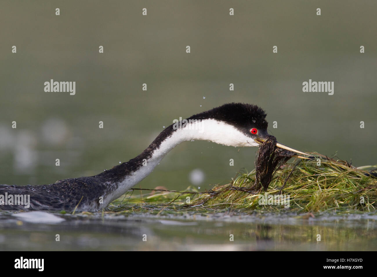 Western Grebe (Aechmophorus occidentalis) building a floating nest ...