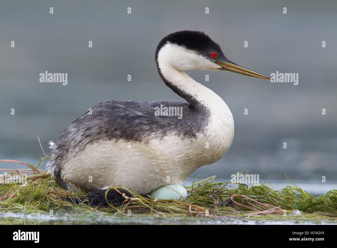 Western Grebe (Aechmophorus occidentalis) incubating egg, western ...