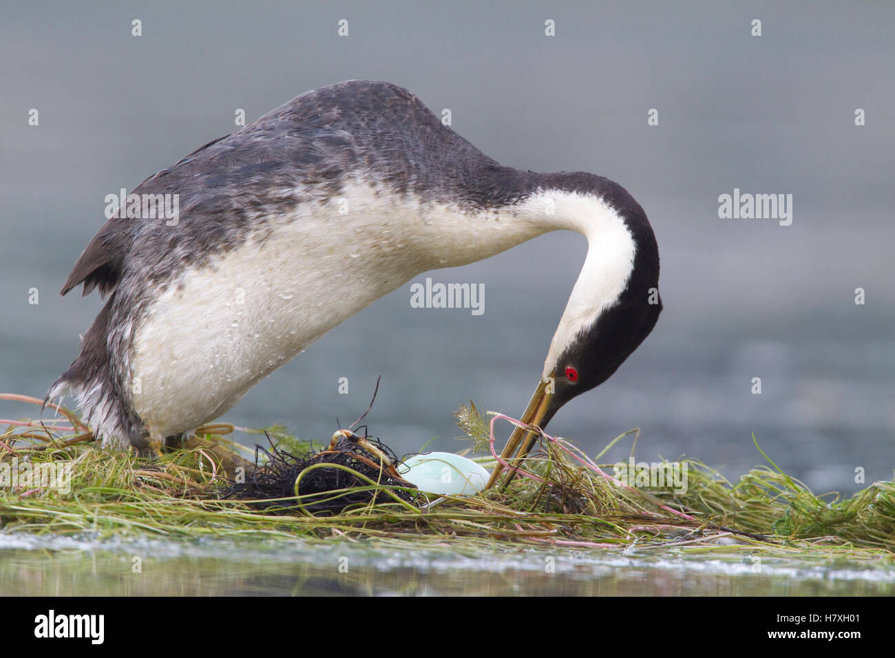 Western Grebe (Aechmophorus occidentalis) moving new egg to the center ...