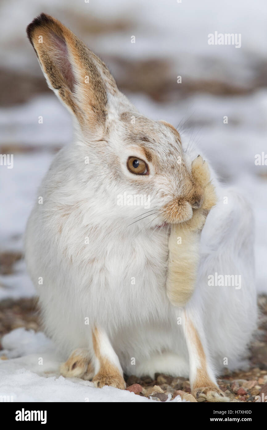 White-tailed Jack Rabbit (Lepus townsendii) in winter coat grooming its ...