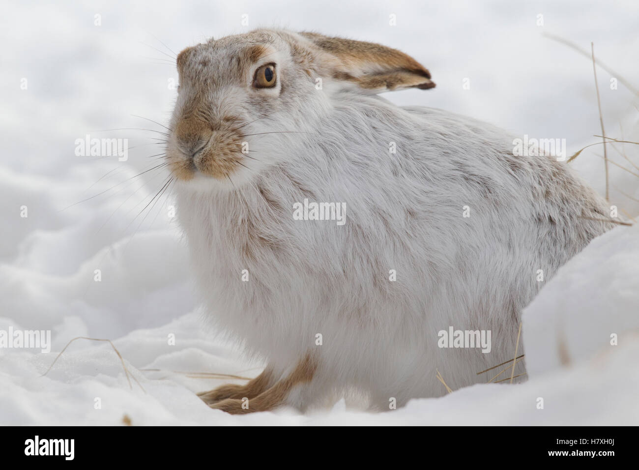 White-tailed Jack Rabbit (Lepus townsendii) in snow, central Montana ...