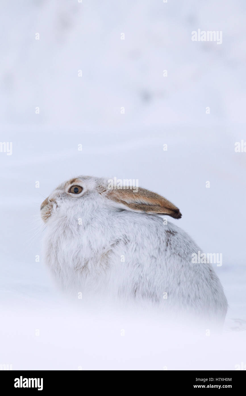 White-tailed Jack Rabbit (Lepus townsendii) in snow, central Montana ...