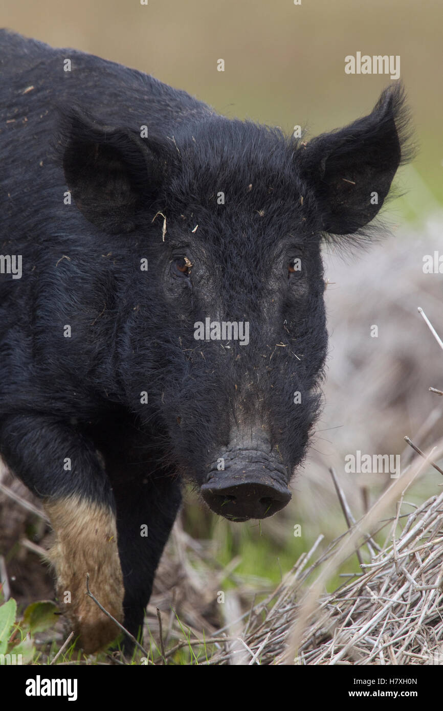 Wild Boar (Sus scrofa), Sarasota, Florida Stock Photo - Alamy