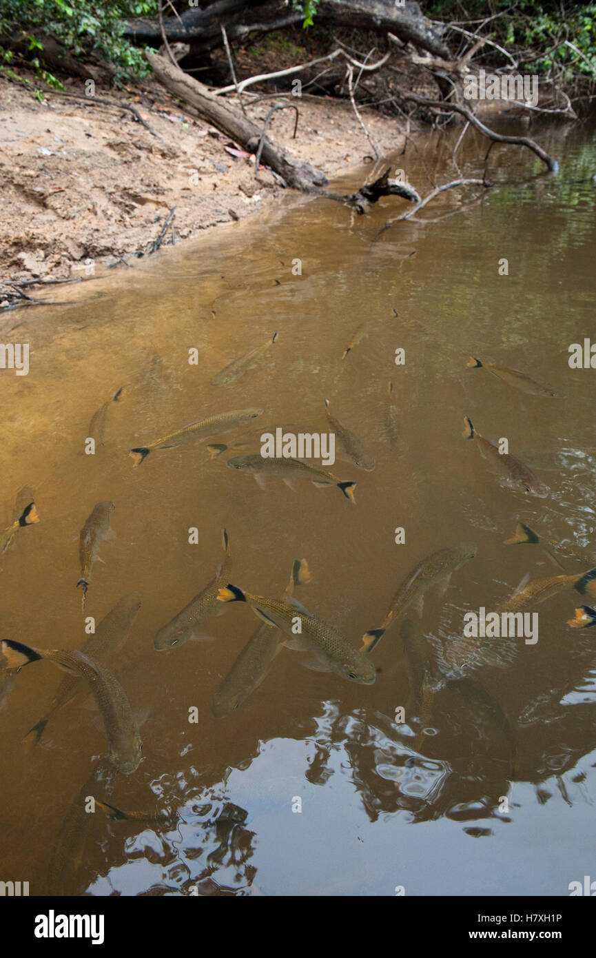 Piranha (Cyphocharax sp) group near shore, Rewa River, Guyana Stock ...