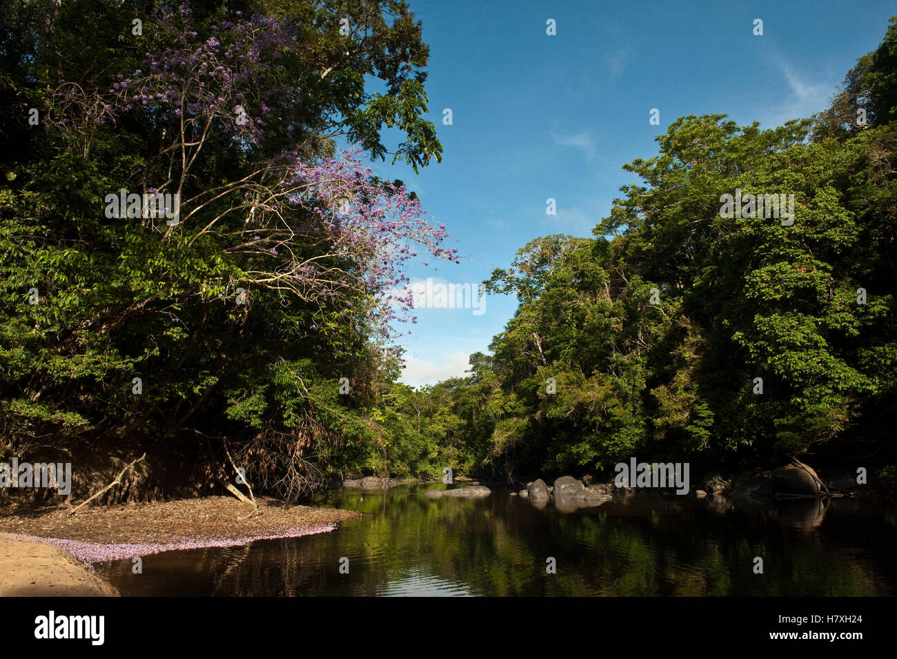 Rewa River and rainforest, Guyana Stock Photo - Alamy