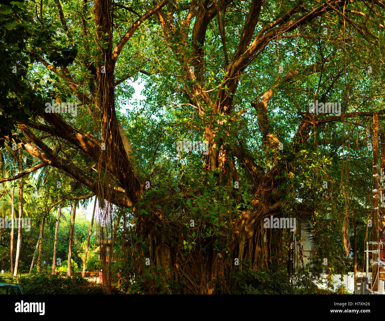 Panorama of the big old tree, India, Goa Stock Photo - Alamy