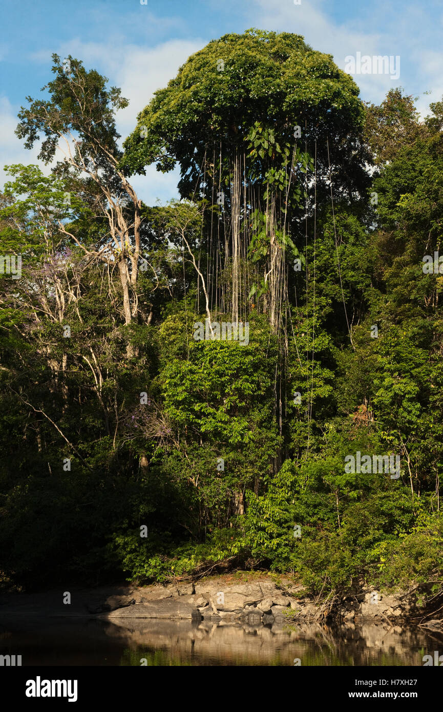 Rewa River and rainforest, Guyana Stock Photo - Alamy