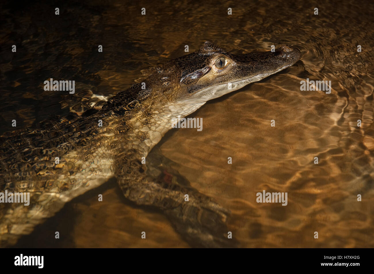 Spectacled Caiman (Caiman crocodilus) at night, Rewa River, Guyana ...