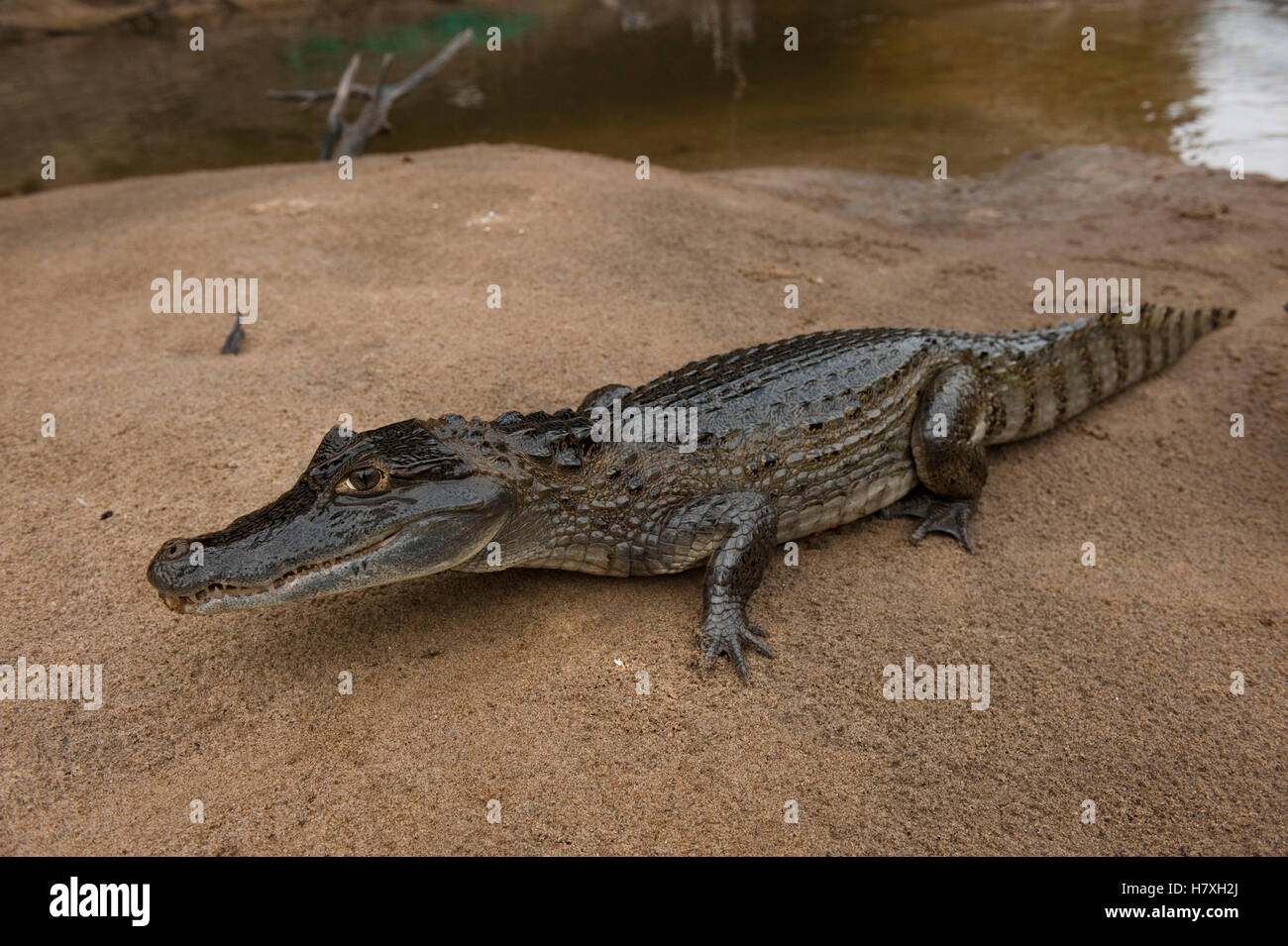 Spectacled Caiman (Caiman crocodilus) on riverbank, Rewa River, Guyana ...