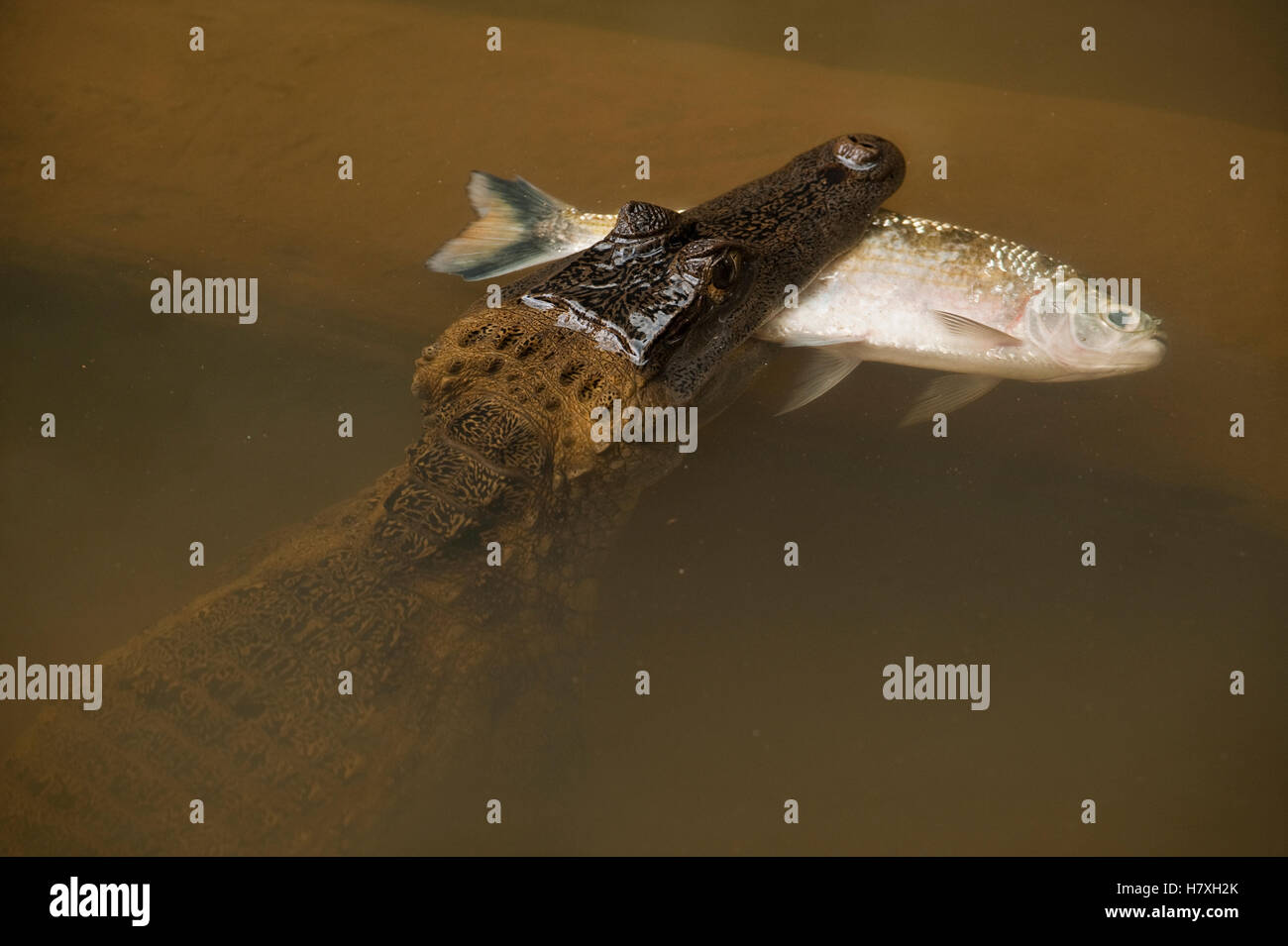 Spectacled Caiman (Caiman crocodilus) with fish prey, Rewa River ...