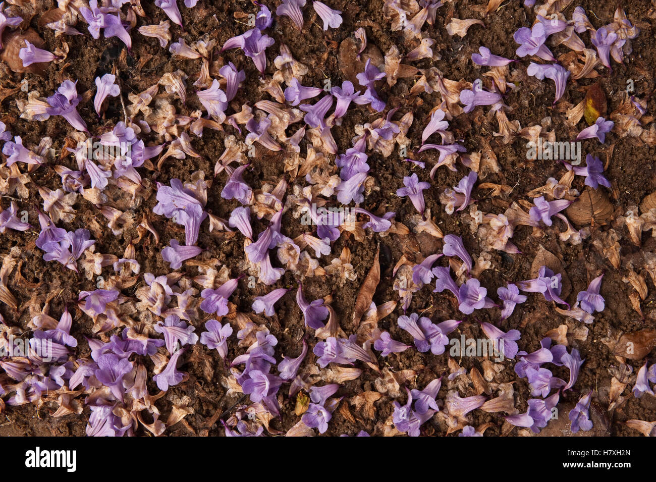 Flower petals, Rewa River, Guyana Stock Photo - Alamy