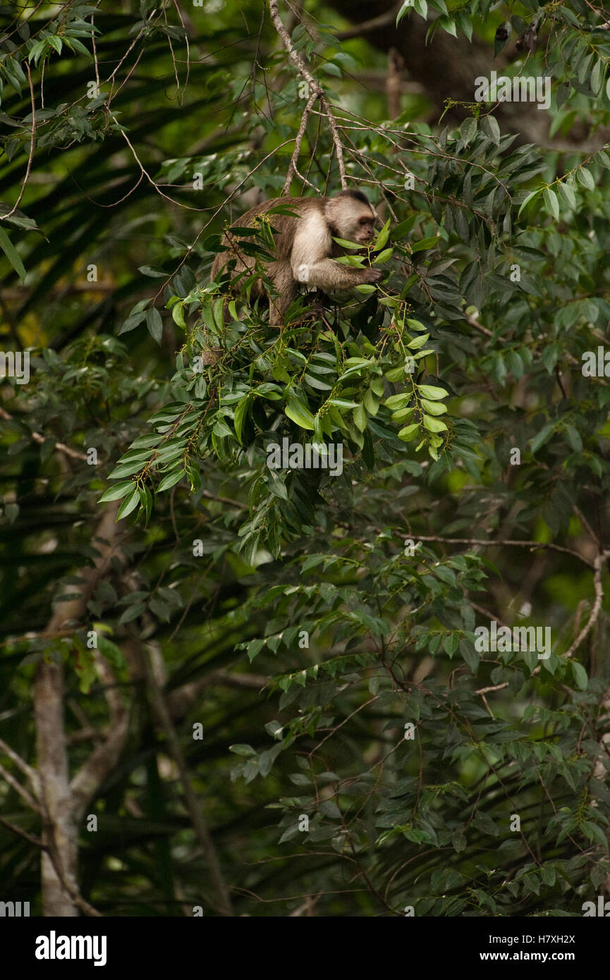 Weeper Capuchin (Cebus olivaceus) feeding on leaves, Rewa River ...
