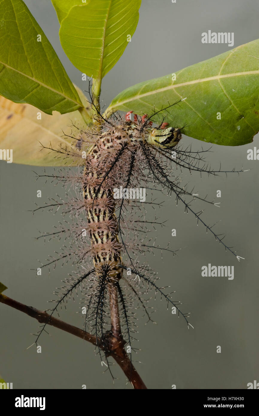 Moth caterpillar with well developed appendages with urticating hairs ...