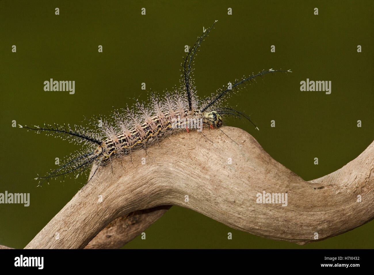 Moth caterpillar with well developed appendages with urticating hairs ...