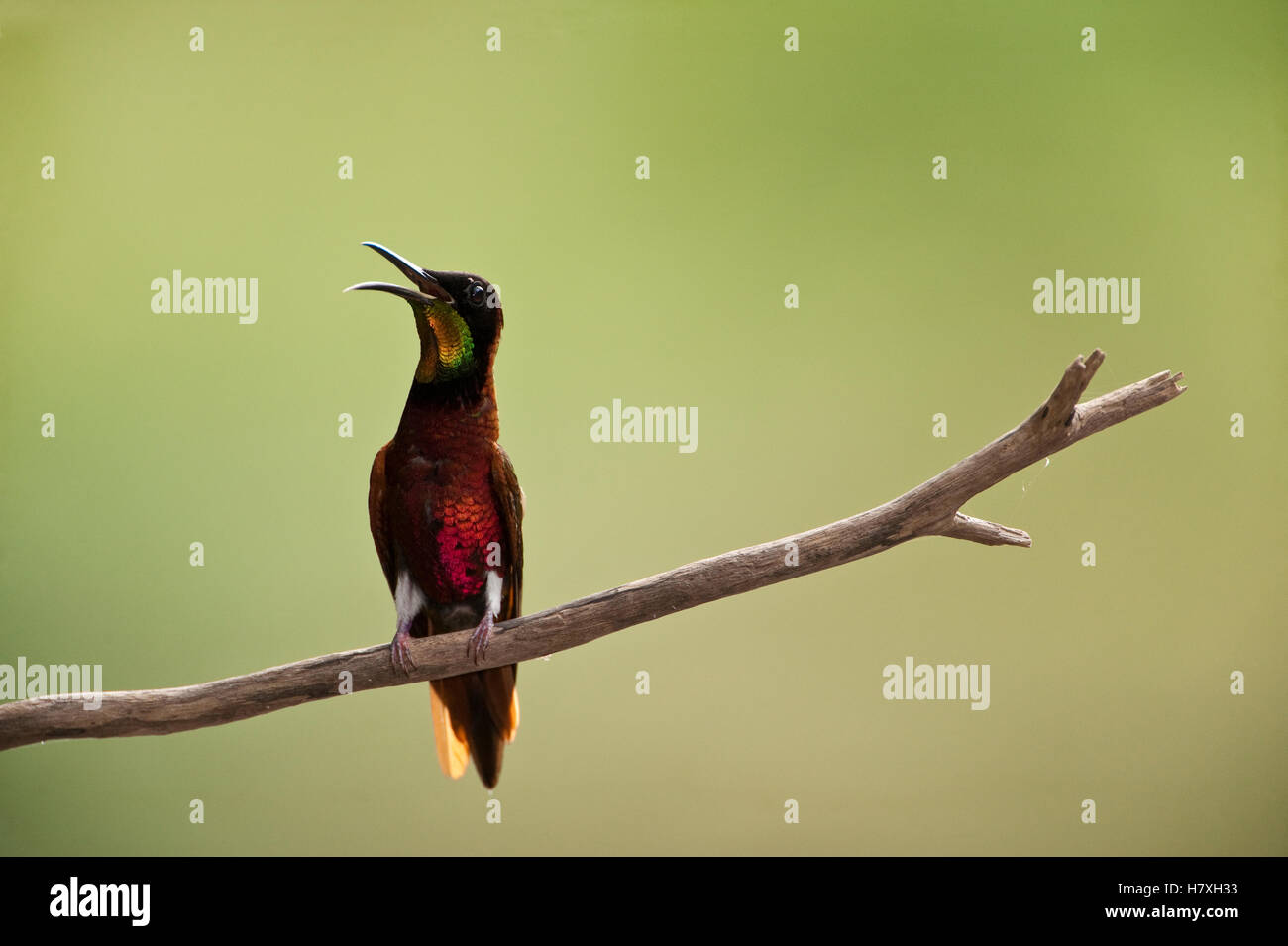 Crimson Topaz (Topaza pella) hummingbird calling, Rewa River, Iwokrama ...
