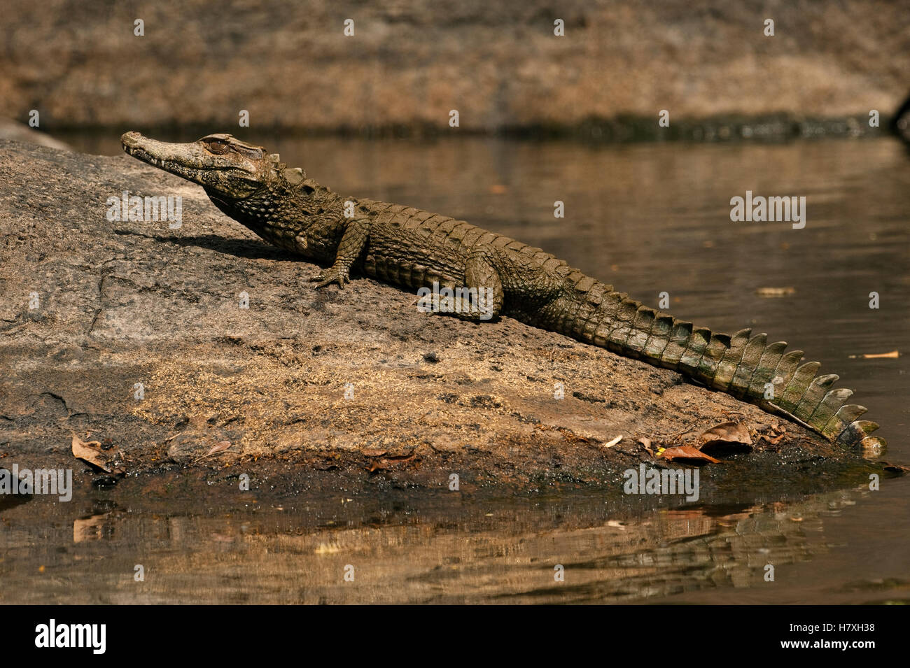 Schneider's Dwarf Caiman (Paleosuchus trigonatus) on riverbank, Rewa ...
