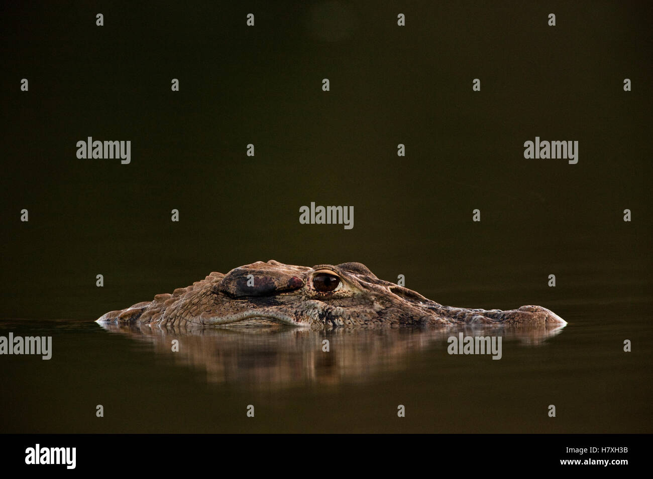 Black Caiman (Melanosuchus niger) floating in river, Rewa River ...