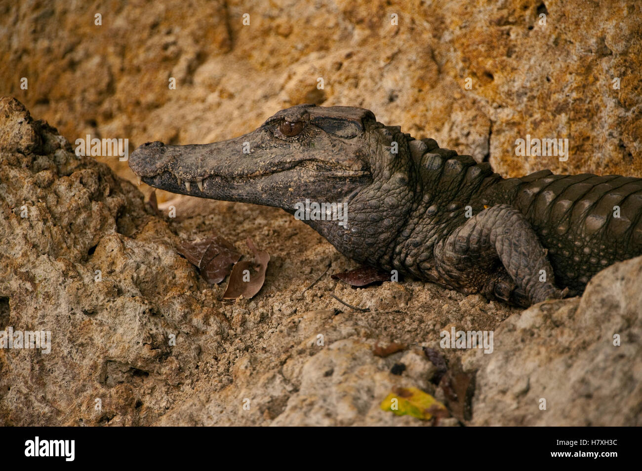 Schneider's Dwarf Caiman (Paleosuchus trigonatus) on riverbank, Rewa ...