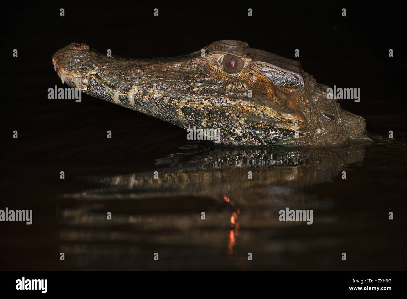 Schneider's Dwarf Caiman (Paleosuchus trigonatus) at night, Rewa River ...