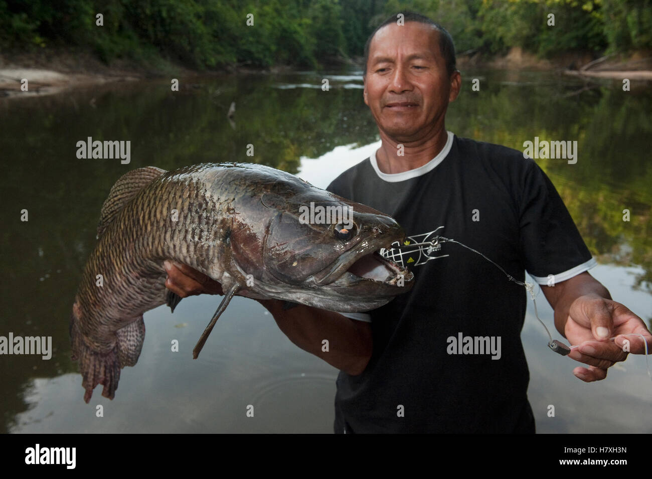 Aimara (Hoplias aimara) caught by fisherman, Rewa River, Guyana Stock ...