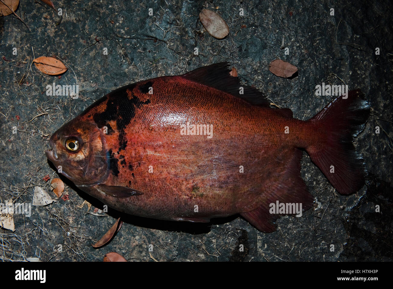 Pacu (Colossoma macropomum) shot with bow and arow, Rewa River, Guyana ...