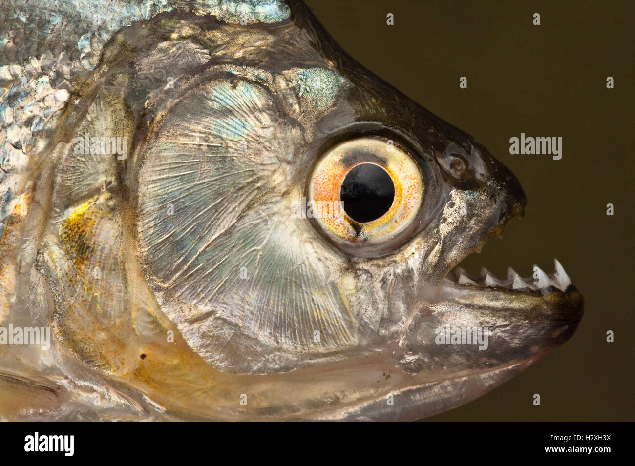 Pirambeba (Serrasalmus sp), Rewa River, Guyana Stock Photo - Alamy