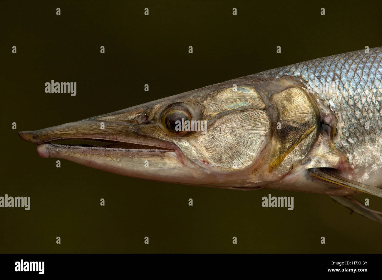 Swordfish, Rewa River, Guyana Stock Photo - Alamy