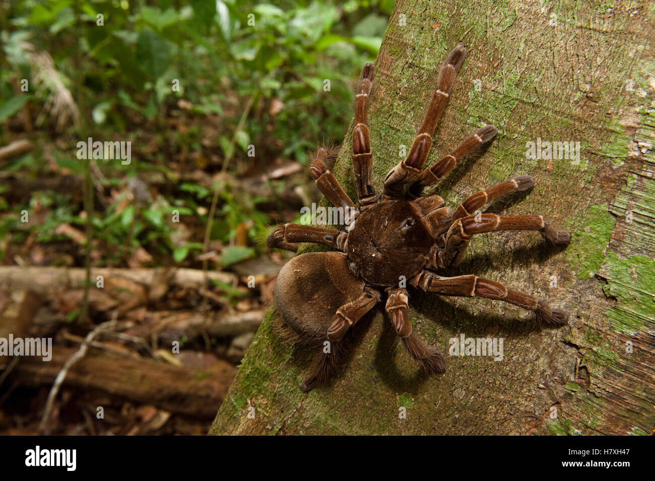 Goliath Bird-eating Spider (Theraphosa blondi) on tree trunk, Rewa ...